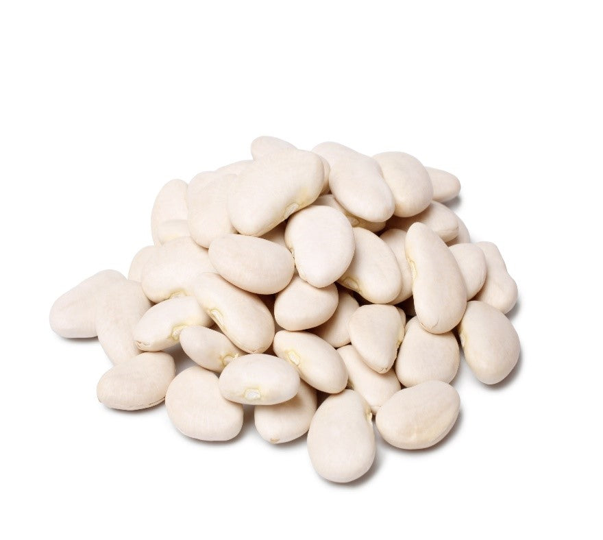 ZONA Judion Large Butter Bean